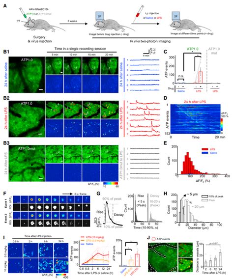Neuron：北大李毓龙课题组构建一种全新的atp荧光探针 知乎