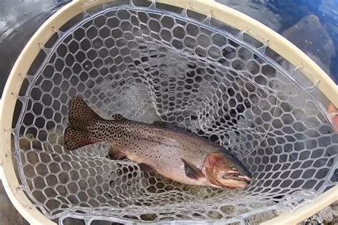 How To Fish For Trout In Lakes And Rivers Tips Tricks And Techniques