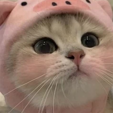 Nusheen Shaikh Youtube