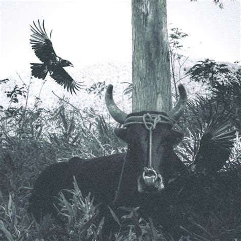 Malitia Youtube Music