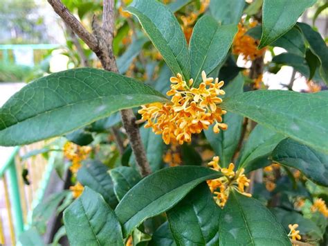 金木犀 キンモクセイ の育て方｜苗植えや鉢植え、挿し木の方法は？ Horti By Greensnap