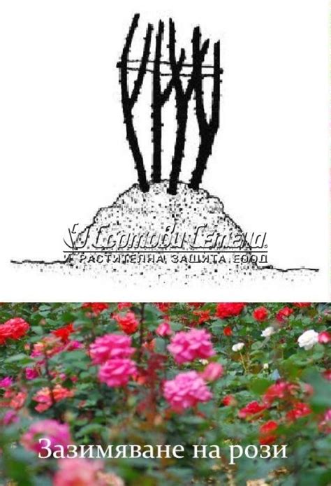 Зазимяване на розите Сортови Семена и растителна защита ЕООД
