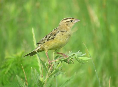 Bobolink Birds Of Nebraska Online