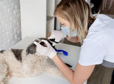 Mobile Dog Grooming And Mobile Pet Grooming In Orlando Florida