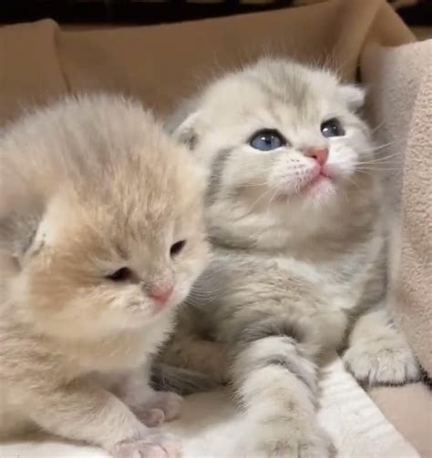 ปักพินโดย Caitlin Begley ใน Kitties ในปี 2024