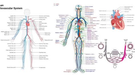 Circulatory System Organs Turbosquid Outage Notice