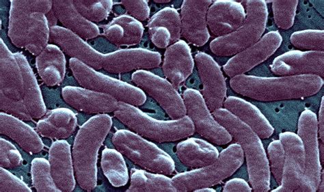 Flesh Eating Bacteria Cases Rise In Florida County Hit By Hurricane Ian