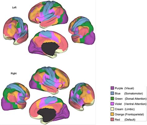 Yeo 7 Network Parcellation Of The Human Cerebral Cortex Download