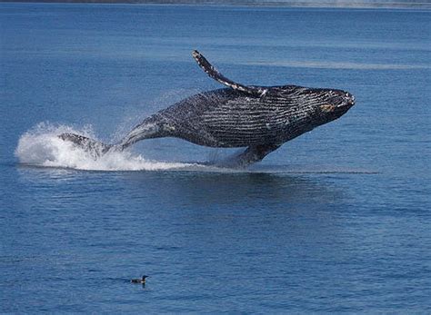 Humpback Whale Sightings In San Francisco Bay Thrill Boaters
