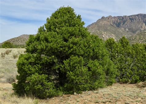 18 Nevada State Tree Facts