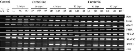 A Panel Represents Mrna Expression Patterns Of Control And Rats Given
