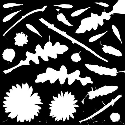 Flower Gazania Model • Poly Haven