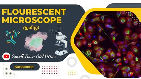 Fluorescence Microscope Explained At Sarah Bugarin Blog