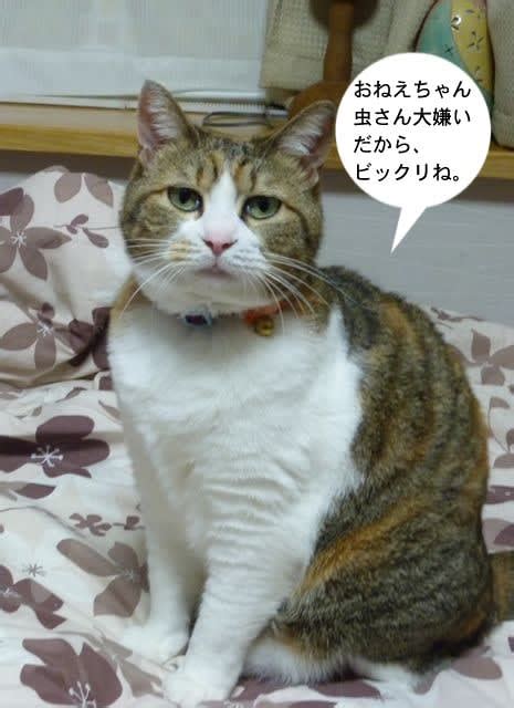 む～し～がぁ～！ Majyoneko0408のブログ