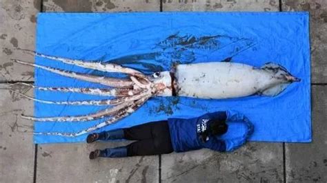 日本🇯🇵 重106公斤，長240 公尺的巨型魷魚 🐙被認為是深海之王。🐙 4月2日在新潟市西蒲區的海岸被發現時已經死了，目前在新潟市一間