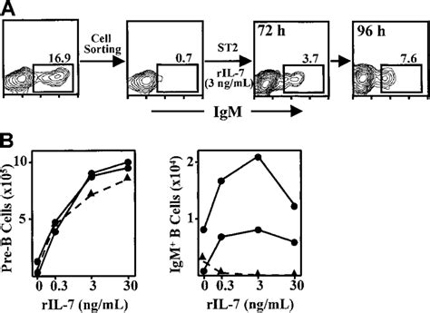 Igm B Cells Generated In Cultures From Pre B Cell Precursors Obtained