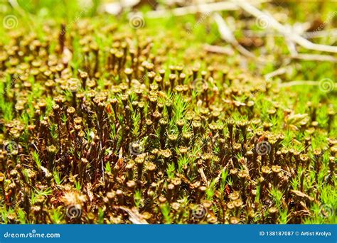 Polytrichum Juniperinum Commonly Known As Juniper Haircap Or Juniper