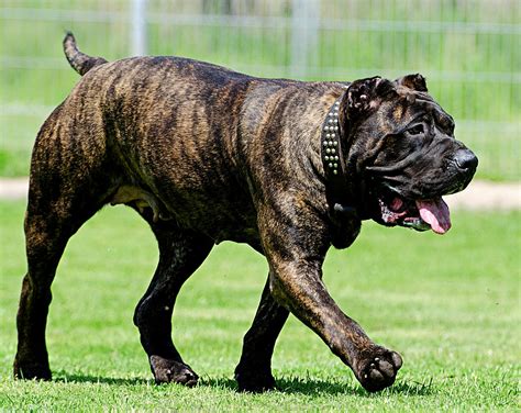 10 Most Dangerous Dog Breeds In America List