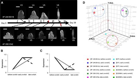Transcriptome Profiling Of Leaf Tissue During The Sam Transition From