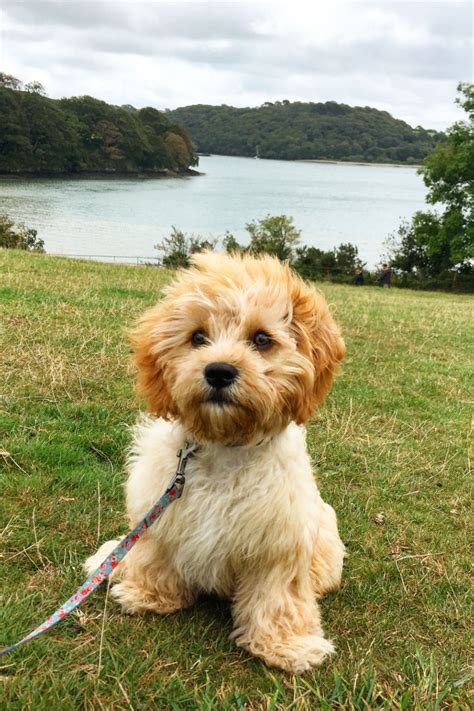 Cavachon Full Grown