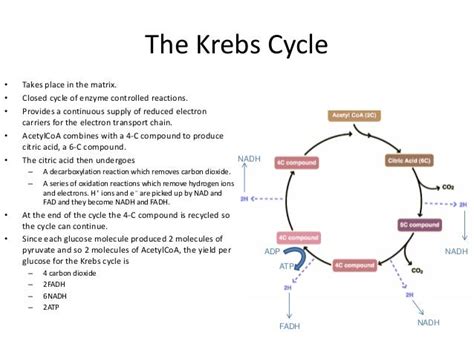 Krebs Cycle Diagram Easy Wiring Diagram Pictures