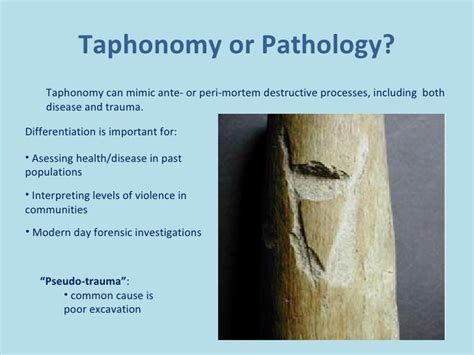 Session No 6 Recognising Taphonomy By John Fitzgerald