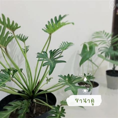 40 ไอเดีย “ต้นไม้น่าปลูก” สร้างกิจกรรมและความผ่อนคลายจากในบ้าน