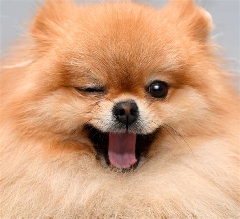 Spitz Alemão vs Lulu da Pomerânia Entenda as Diferenças e Escolha o