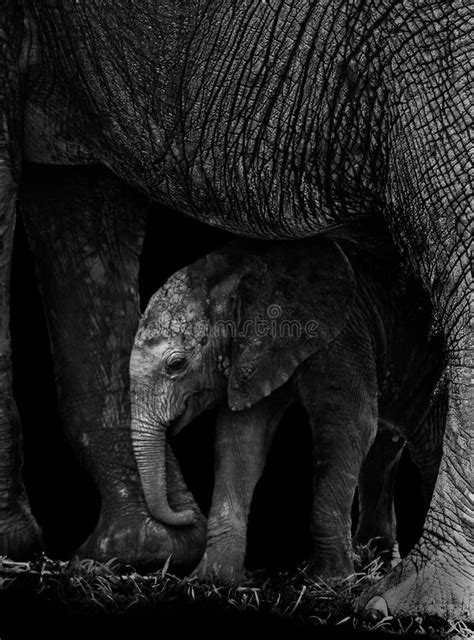 Baby Elephant Stock Photo Image Of Travel Baby Endangered