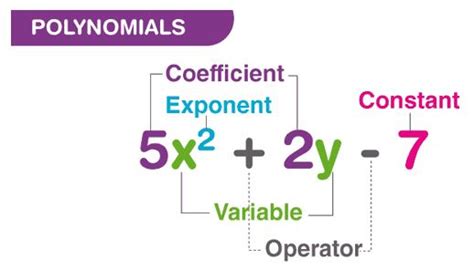 10 27 Polynomial Vocabulary Flashcard