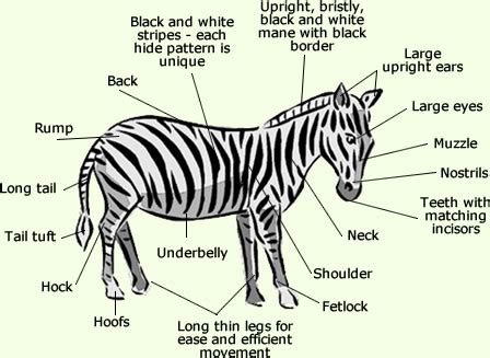 Zebra Anatomy Diagram External Annotated Image