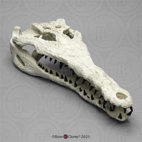 Gavialosuchus Skull Giant Fossil Crocodile Bone Clones Inc