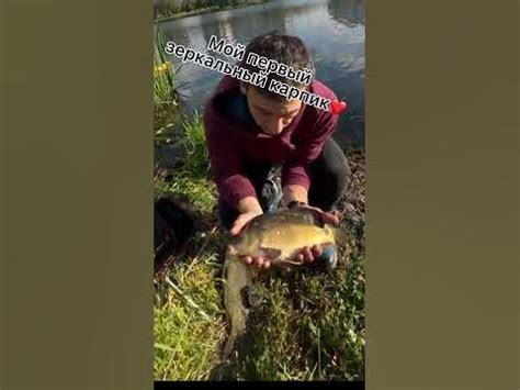 Карп зеркальный, карп обычный на Москва реке #рыбалка #fishing #карп # ...