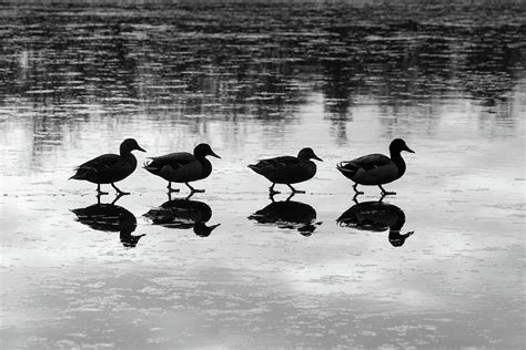 The Ducks Photograph By Dave Fegan Long Fine Art America