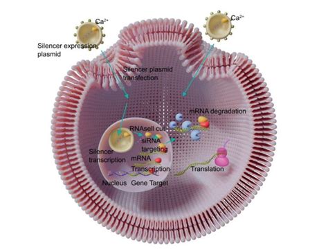 Cell Transfection Transfection Reagents Cell Lines In Vivo