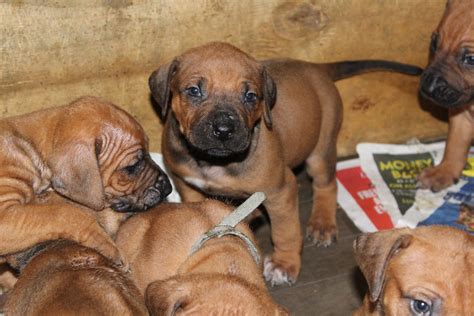 Rhodesian Ridgeback Info Temperament Puppies Pictures