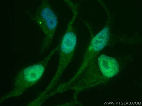 Ar Antibody Cl488 66747 Proteintech