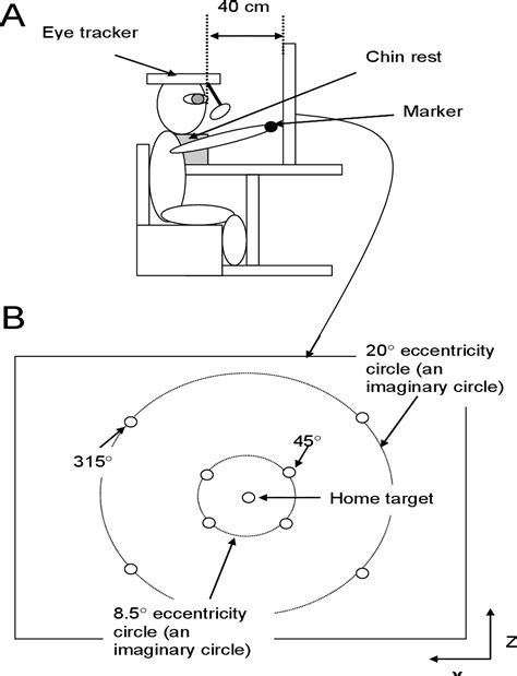 figure 1 from gaze effects on spatial and kinematic characteristics in
