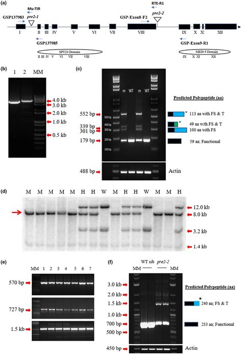 Cloning And Characterization Of The Pre2 Candidate Gene A Gene