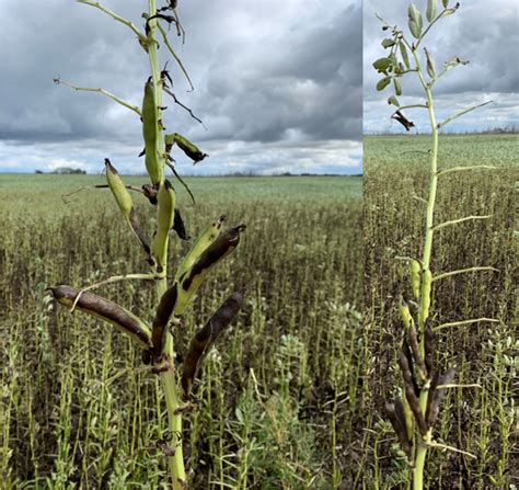 Harvesting And Drying Faba Beans Saskatchewan Pulse Growers