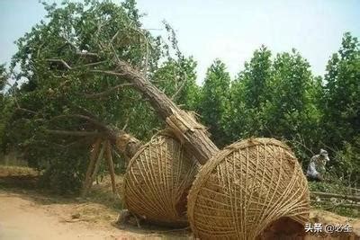 绿化苗木在移植时土球破散的原因及防御措施 搜狐大视野 搜狐新闻