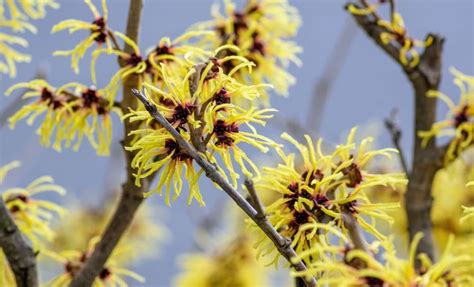 Witch Hazel Plants Propel Seeds At Bullet Speeds