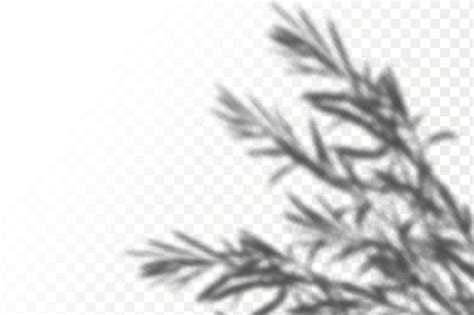 무료로 다운로드 가능한 풀 그림자 Png 벡터 And 일러스트 Freepik