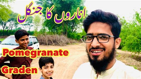 Anar Ka Jungle Pomegranate Garden Anar Ka Baagh Pomegranate Tree