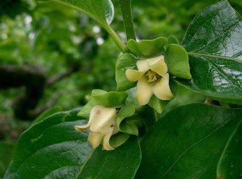 柿の開花に気づいた記憶があまりありません花自体も地味しかも緑の葉に隠れてほとんど目立ちませんから恥ずかしいことに若い実がついて