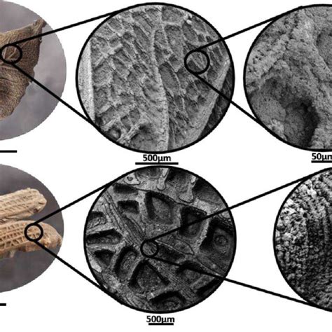 Material Characterisation Of The 3d Printed Unimodal Bimodal And