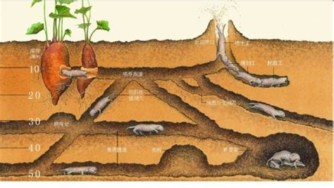 裸鼹鼠你是人類的救星 火星軍情局 udn部落格