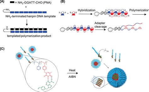 Various Strategies To Sequence Controlled Polymer Growth With Ssdna