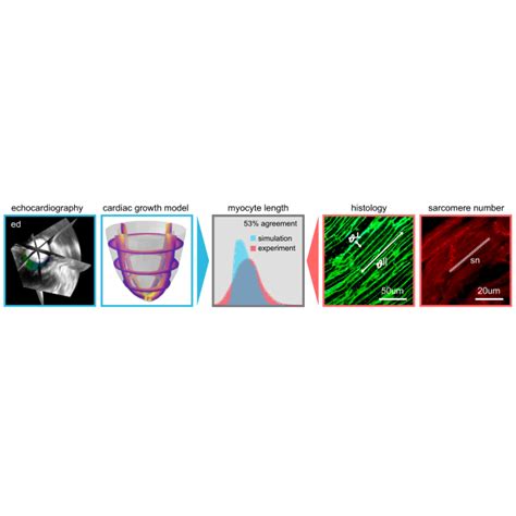 Using Machine Learning And Multiscale Modeling To Characterize Heart