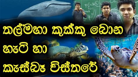 තල්මහා කුක්කු බොන හැටි හා කැස්බෑ විස්තරේ Dinesh Muthugala Episode 23 Youtube